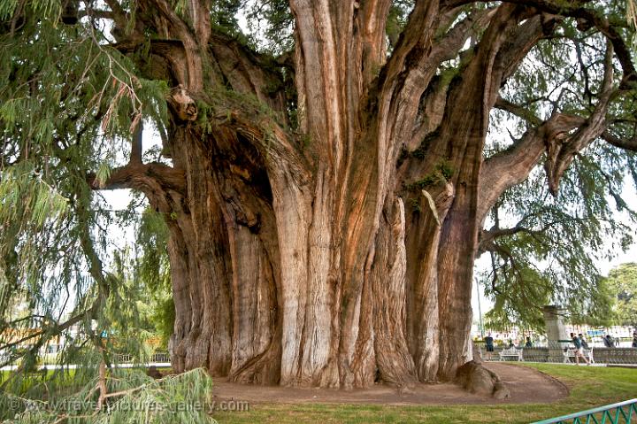 Pictures of Mexico - Oaxaca Valley-0041 - El Árbol del Tule, the Tree ...