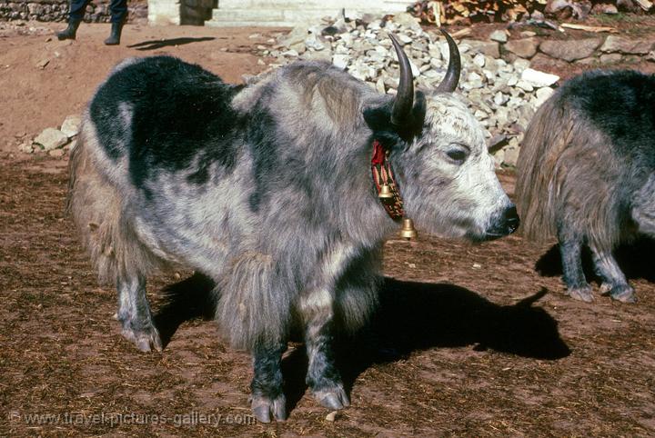 Travel Pictures Gallery- Nepal-everest-0006- a halfbreed Yak or Dzo ...