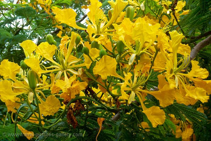Yellow Flamboyant Tree